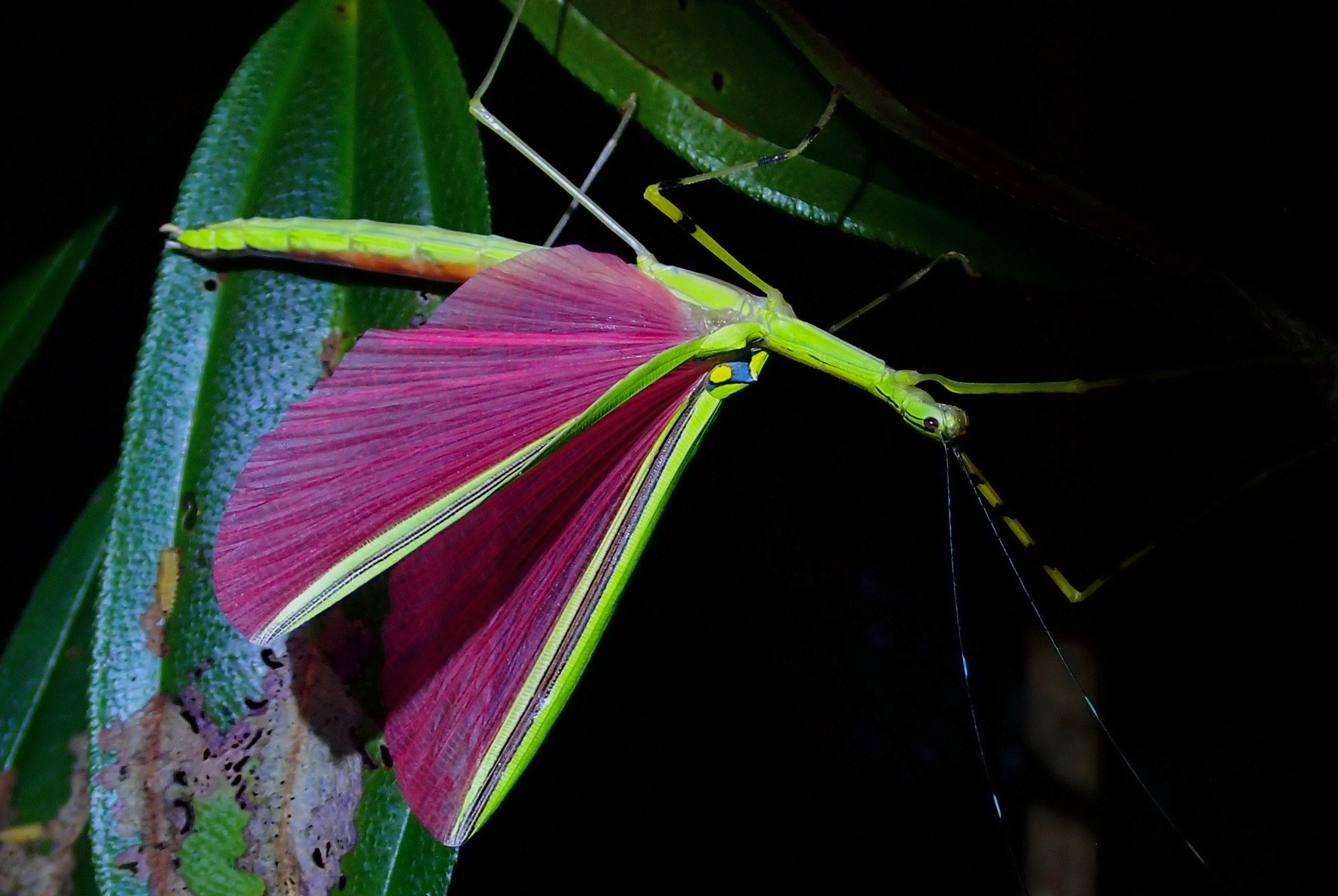 phasmatodea wings