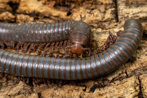 fire head millipede