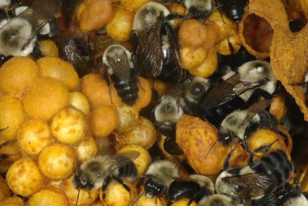 bumble bee eggs hatch