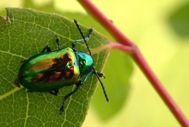 Leaf beetles Space for life