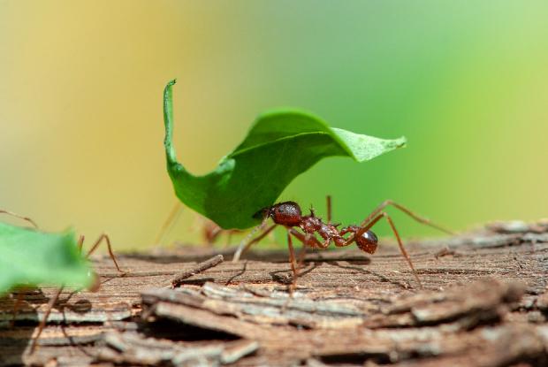 leafcutter ant diet