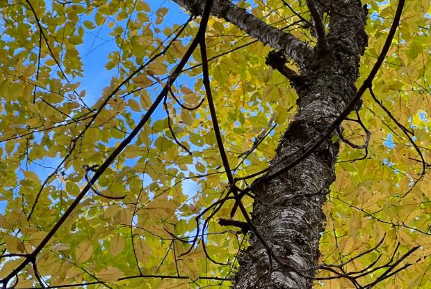 yellow birch tree