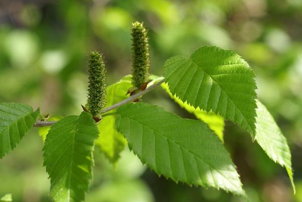 yellow birch leaf type